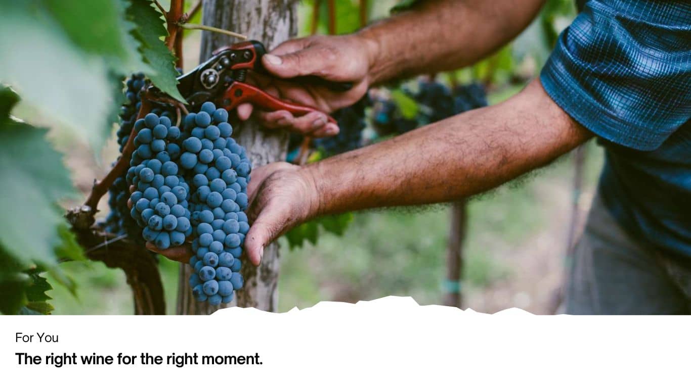 Club - Vavin 酒盒子